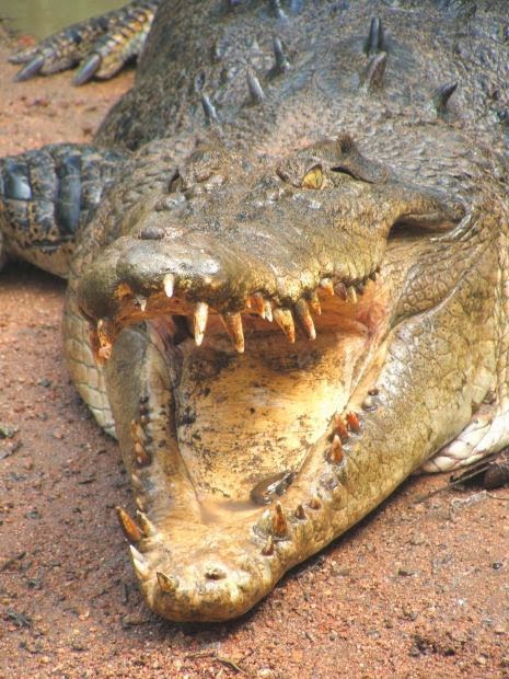 Night-Watchman State: Krokodil and the War on Drugs