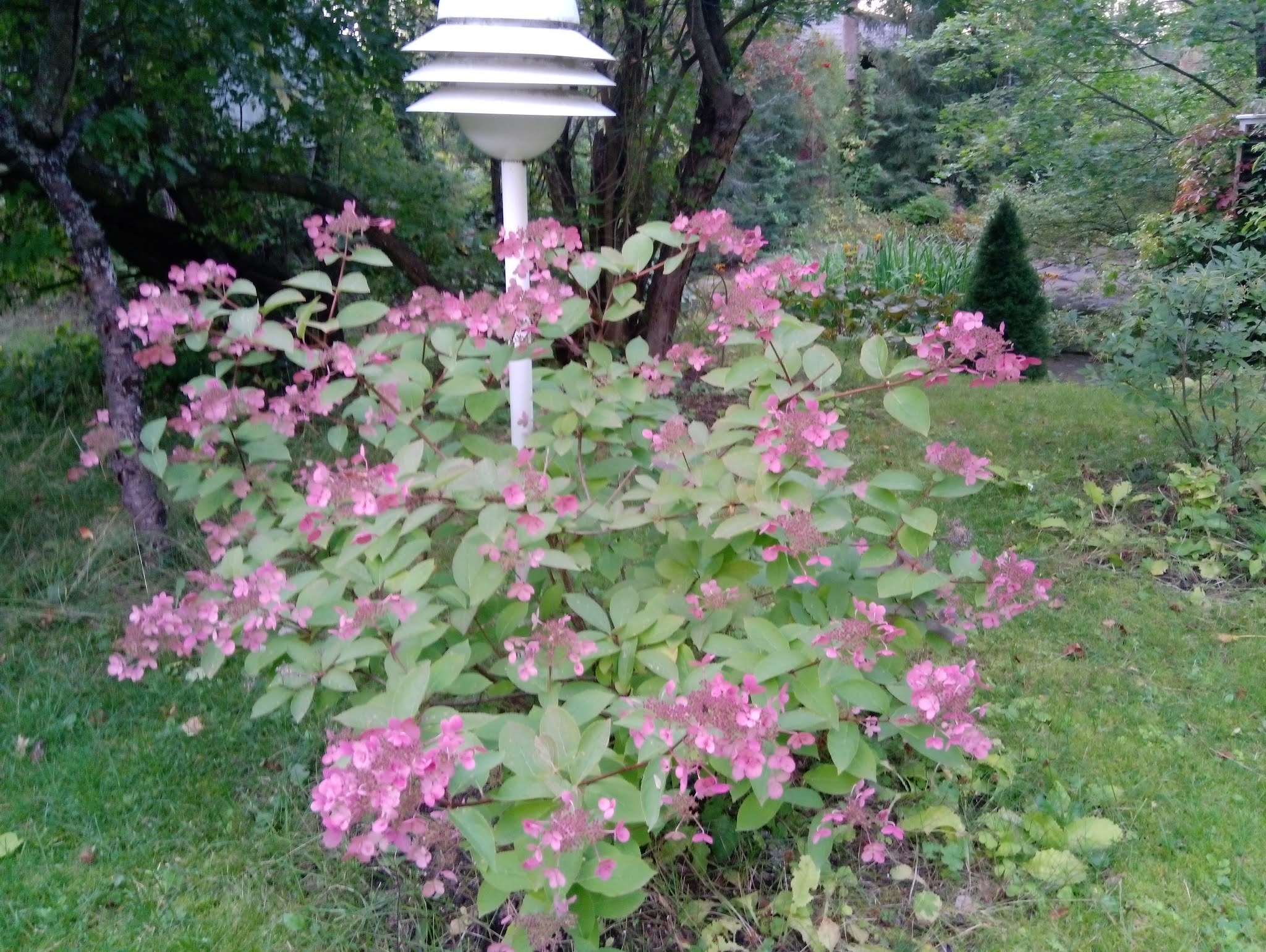 Leena Lumi: Syyshortensia Wim's Red on karkottanut monta kilpailijaansa ...