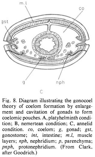 Evolution and Significance of the Coelom