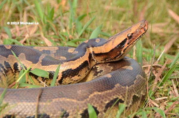 The rainforests of Borneo & Southeast Asia: Borneo short-tailed python ...