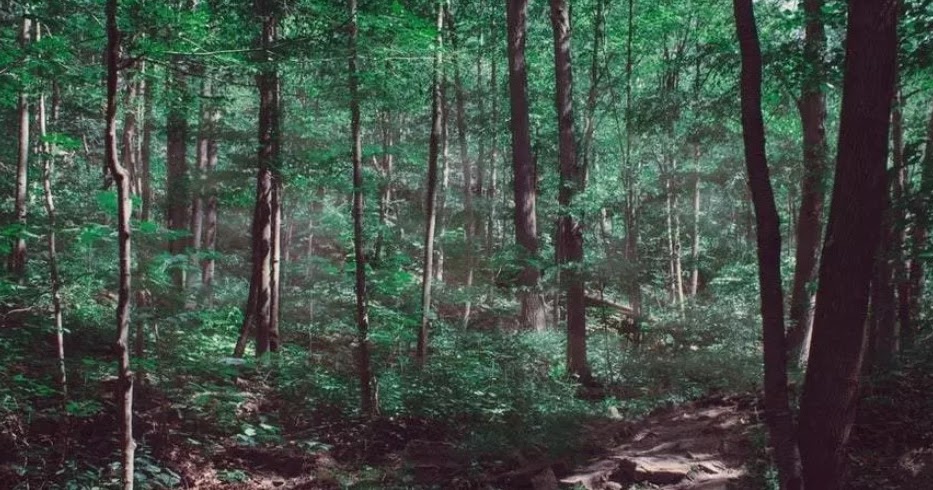 IDEA CONSULTORES & ASESORES: PLANTAR PEQUEÑOS BOSQUES URBANOS PARA ...