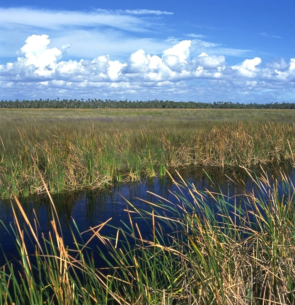 The Florida Everglades
