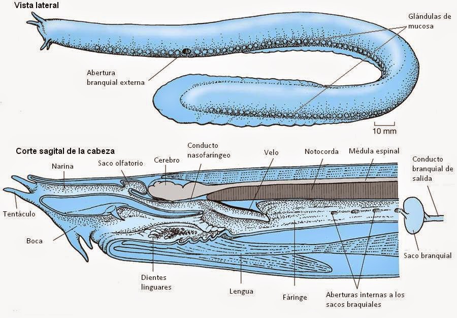 Info animales: DIVERSIDAD DE PECES