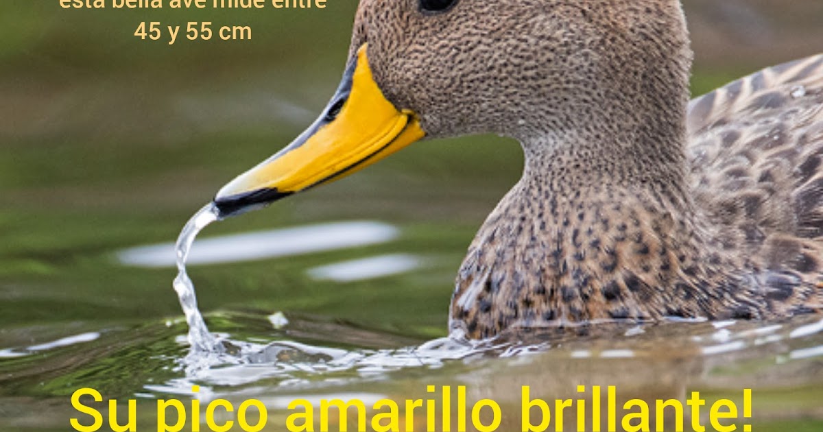 Cual es el pato pico de oro