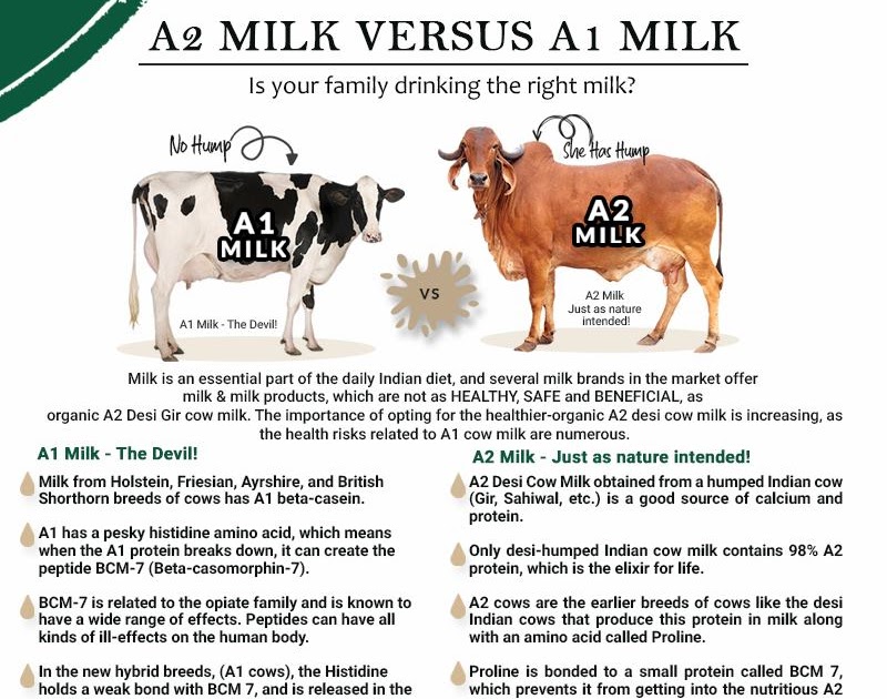 What is the difference between A1 and A2 milk? Why do cows with hump ...
