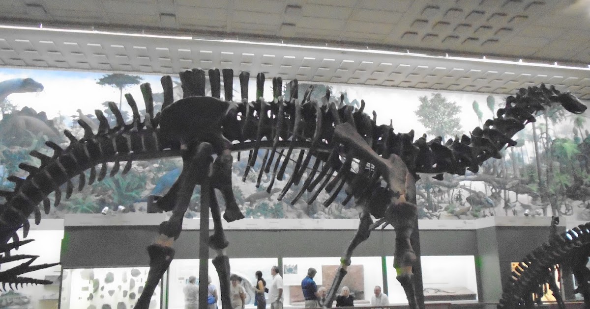 Uncommon Content: What the Brontosaurus skull can teach us about science