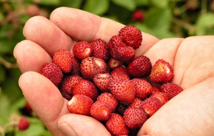 IL GRANDE BLUFF: E tu mangiati la fragolina che ti propinano...mentre ...