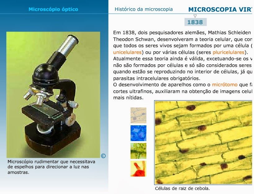 Professora Darlene Timm: Microscópia Óptica