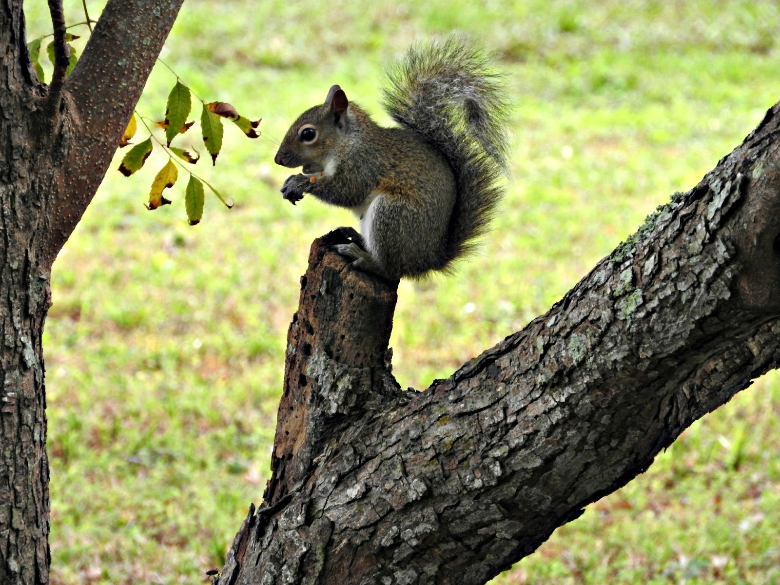 MadSnapper: Tree Rats