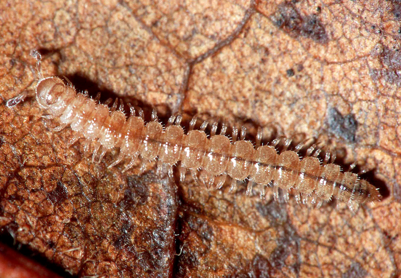 Species New to Science: [Diplopoda • 2021] Three New Genera and ...