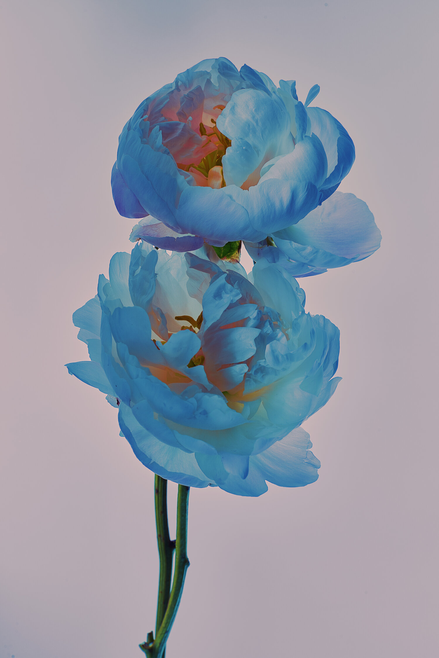 Billy Kidd, 1980 | Fine art Photographer | Tutt'Art@ | Masterpieces