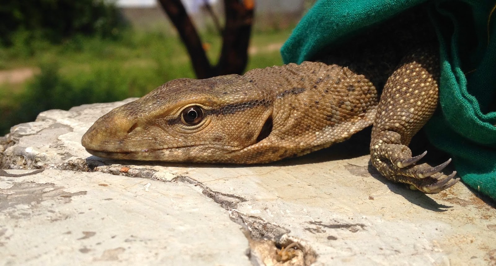Wings & Fangs Conservation Trust: Monitor lizard ( goh,gho )