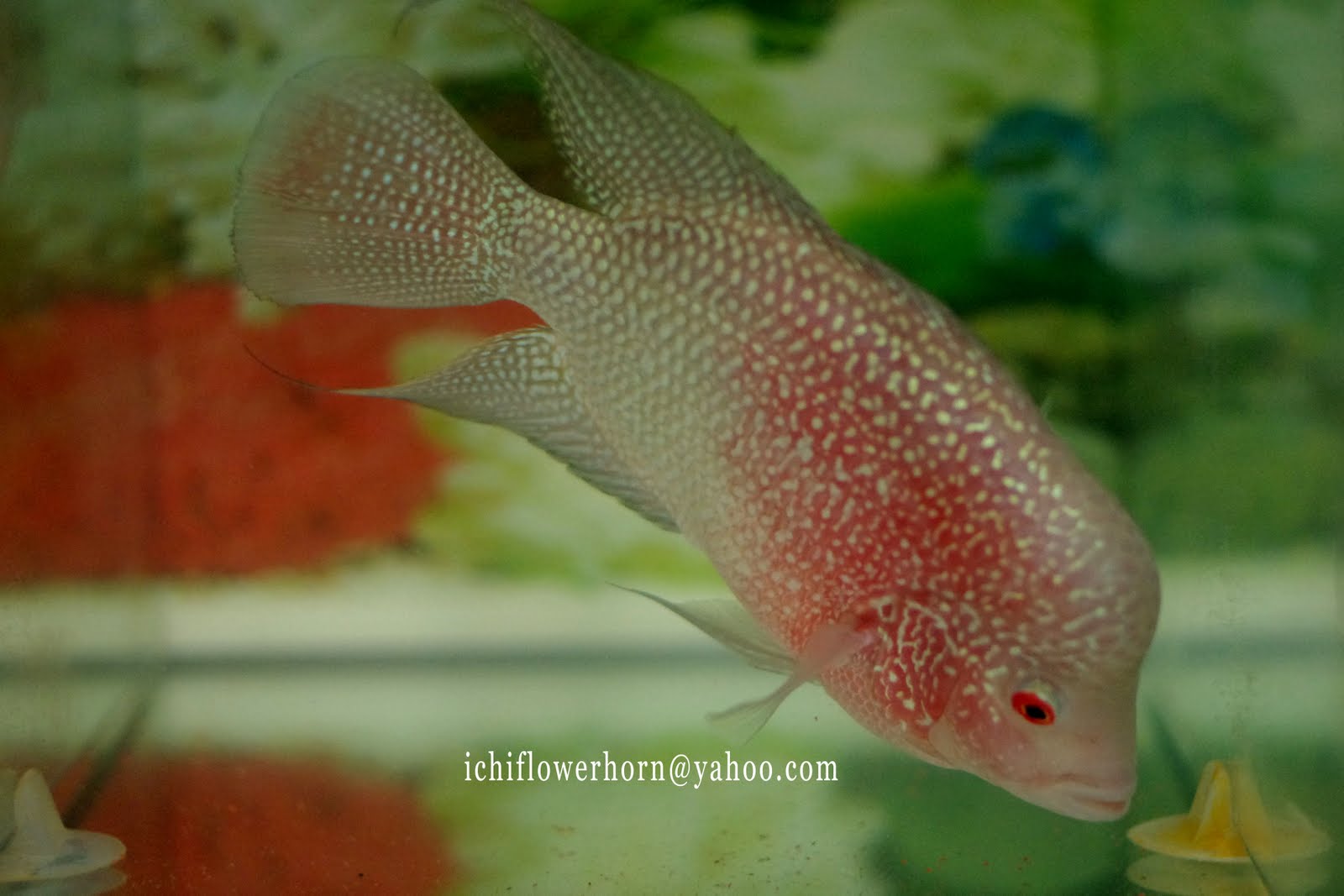 Flowerhorn The Hybrid Cichlids: Louhan Cencu - Ichiflowerhorn 002