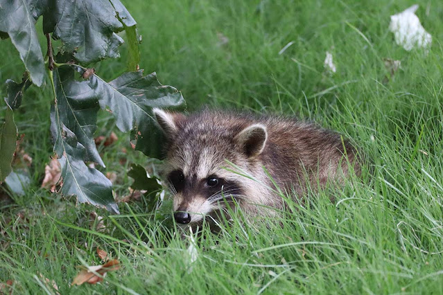 66 Square Feet (Plus): Into the Wild(s...: of Brooklyn)