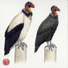 El Traje de Gallinazo