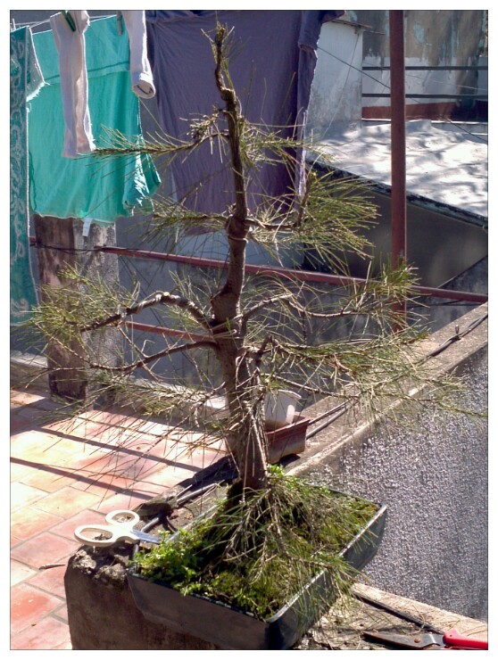 Bonsais Alejandro Manno : Bonsai de Casuarina