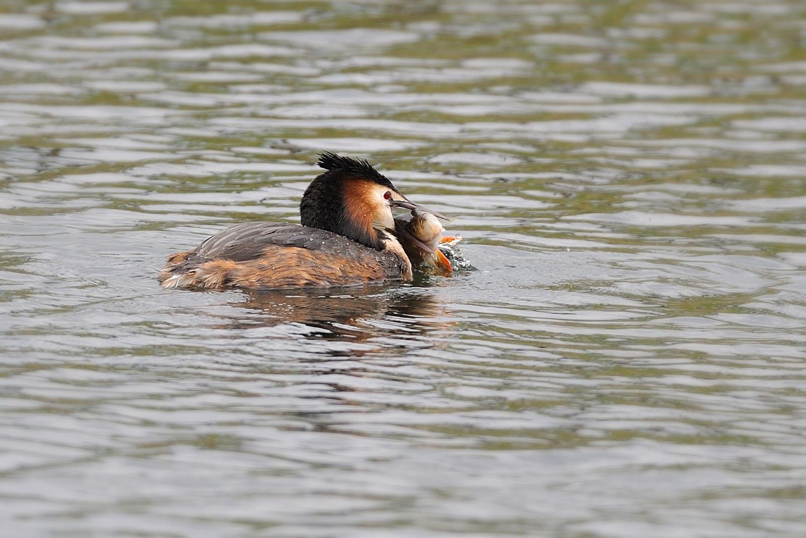 Natuurfotograaf-MarcelvdKerkhof: Fuut Fuut