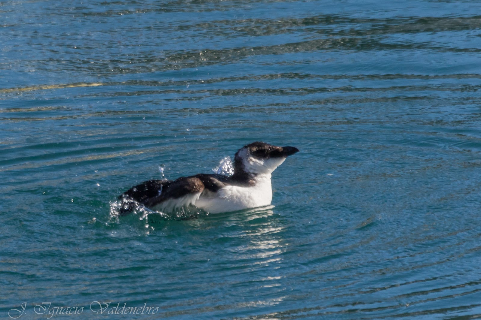 DocNatureBlog: El pingüino europeo. Alca Común (Alca torda). Alca Monxa.