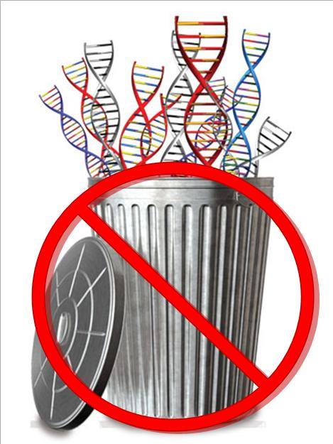 Modern Science refutes the Evolutionary theory: Collapse of the Junk ...