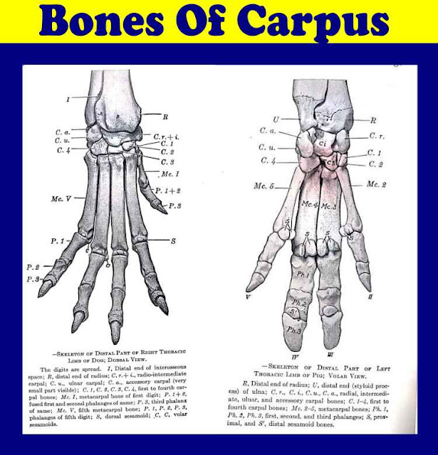 Bones of Carpus | Gross Anatomy | Anjani Mishra