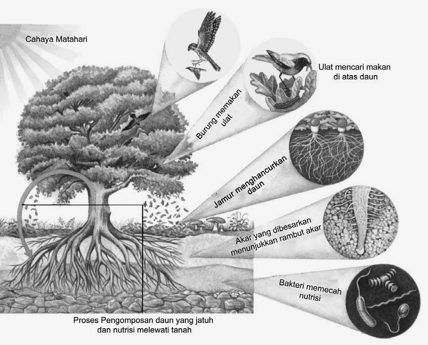 Pembagian Komponen Biosfer | FullSeoBlog