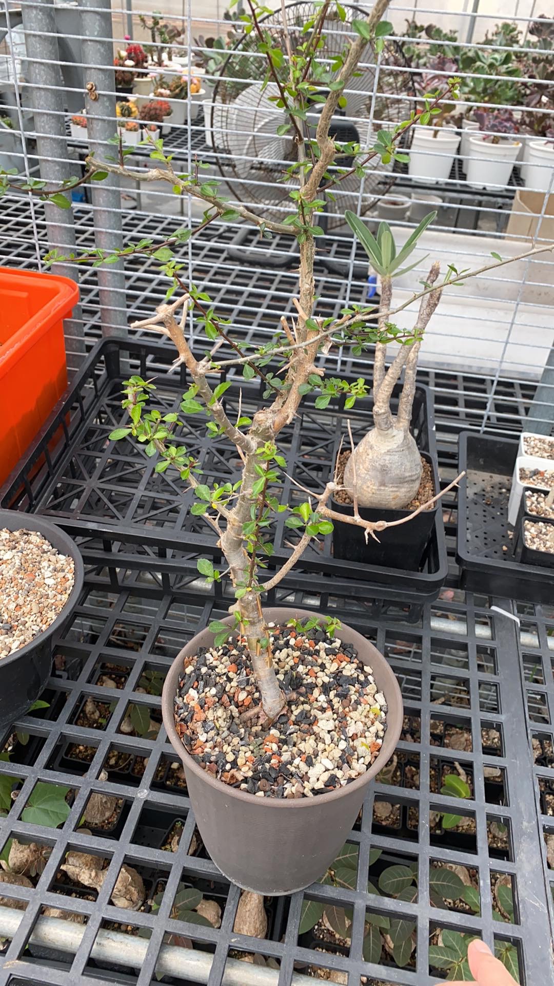 Commiphora simplicifolia 沒藥橄欖,稀有沒藥屬植物