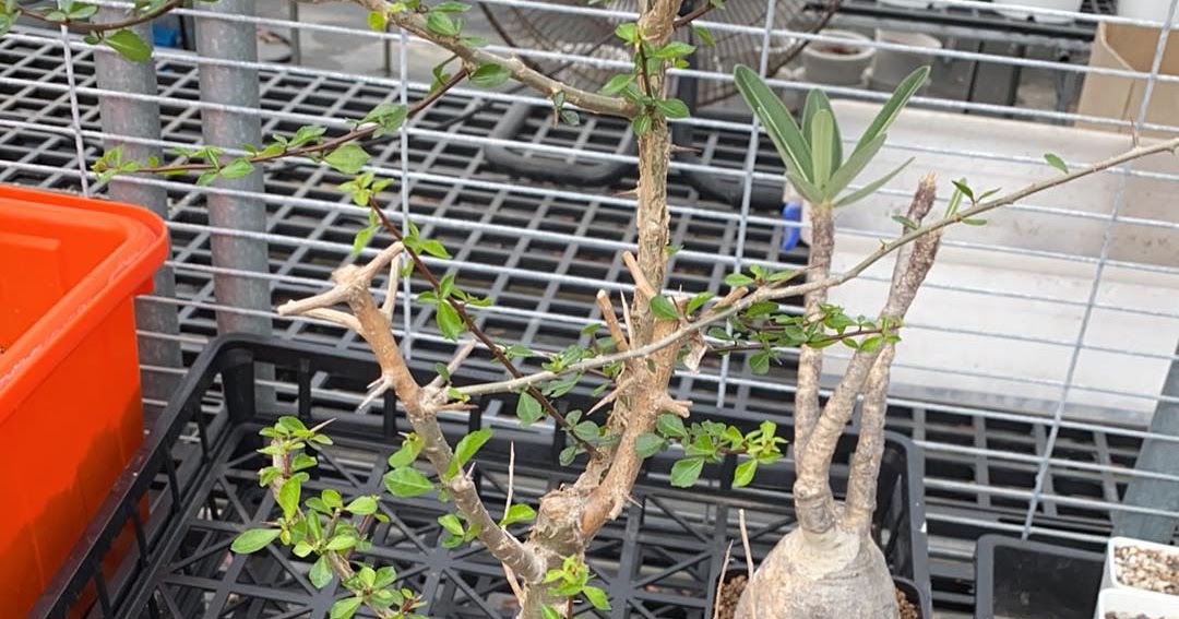 Commiphora simplicifolia 沒藥橄欖,稀有沒藥屬植物