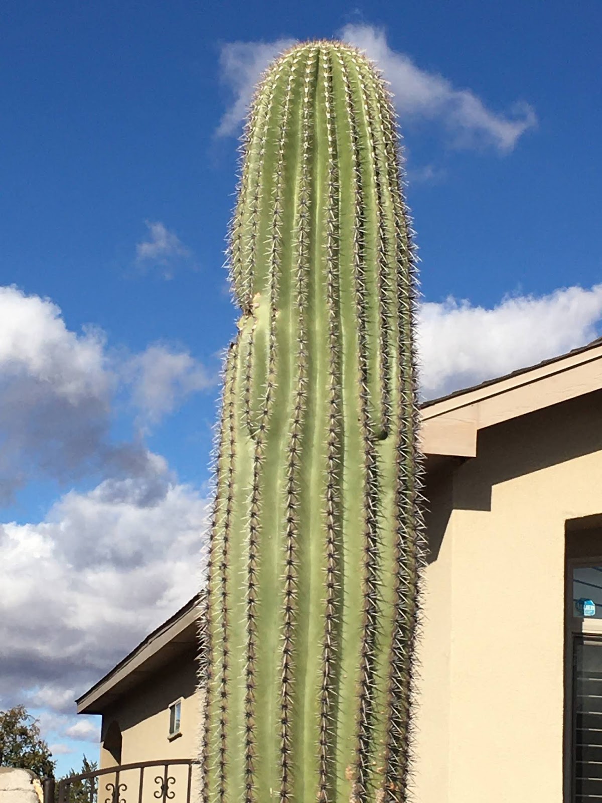Here Today, Gone Saguaro: Saguaros in New Mexico