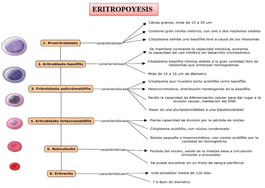 Diferencias histológicas entre las células precursoras de la sangre ...