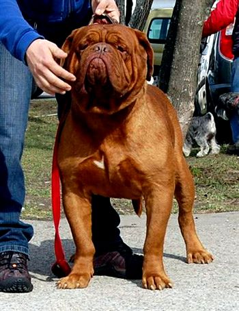 Dogue De Bordeaux