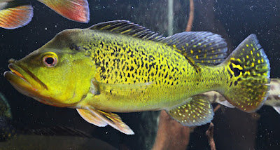 Mania de Aquário: Tucunaré (Peacock bass, Cichla sp.)