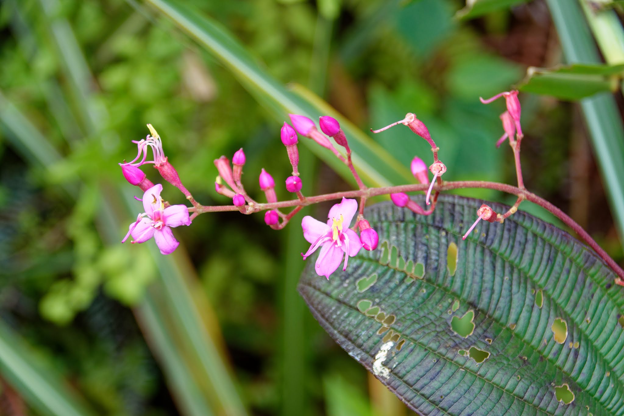 HERBIER: Oxyspora paniculata