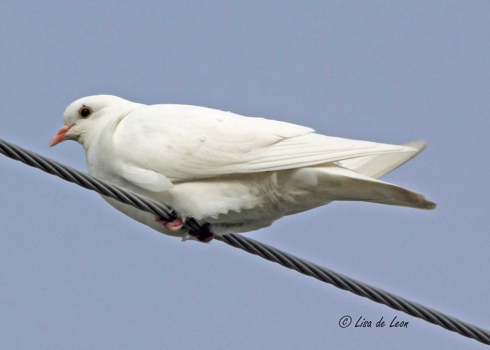 Birding with Lisa de Leon: White Dove
