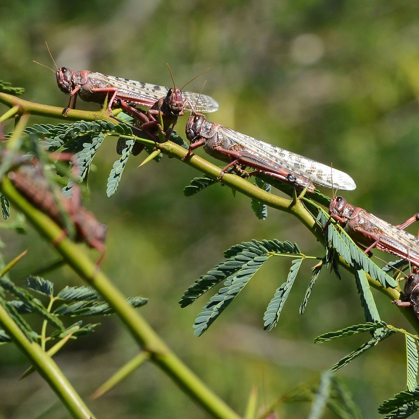 Bill the Butcher: Long Shadow Of The Locust