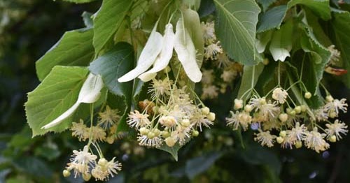 Dans mon jardin: Tilleul