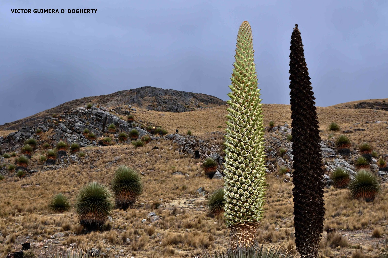 Mis imágenes de aves: LA PUYA TITANCA