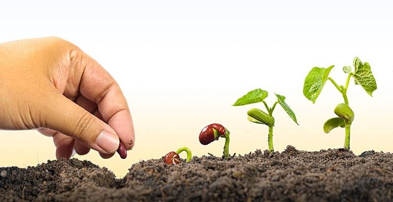 Semeando e Colhendo - A Lei da Semeadura e Colheita