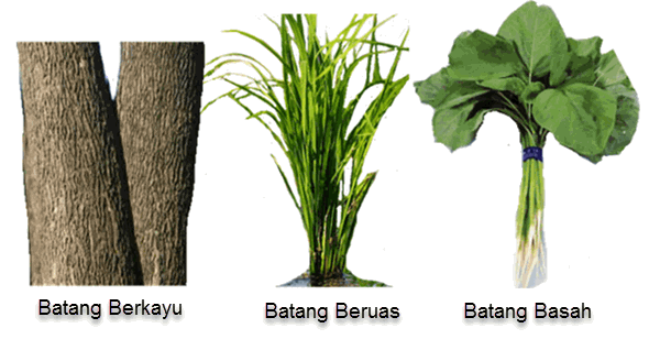 22+ Batang Tumbuhan