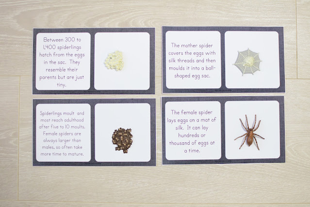 Autumn Life Cycle Studies | The Pinay Homeschooler