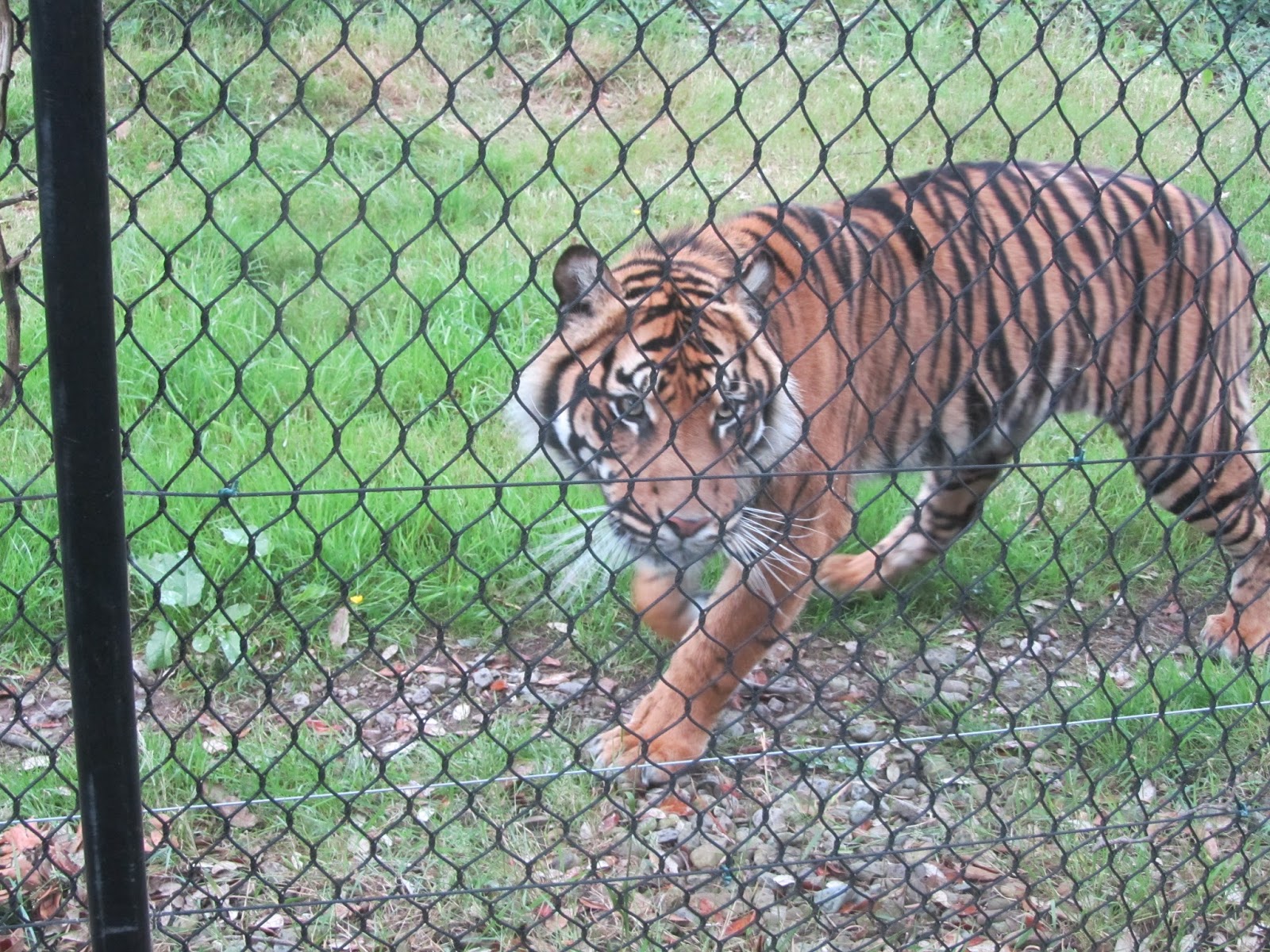 EXPAT WITH KIDS IN DUBLIN : Visiting Fota Wildlife Park (co. Cork) with ...