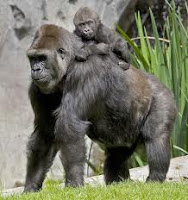 Állatvilág : Majom