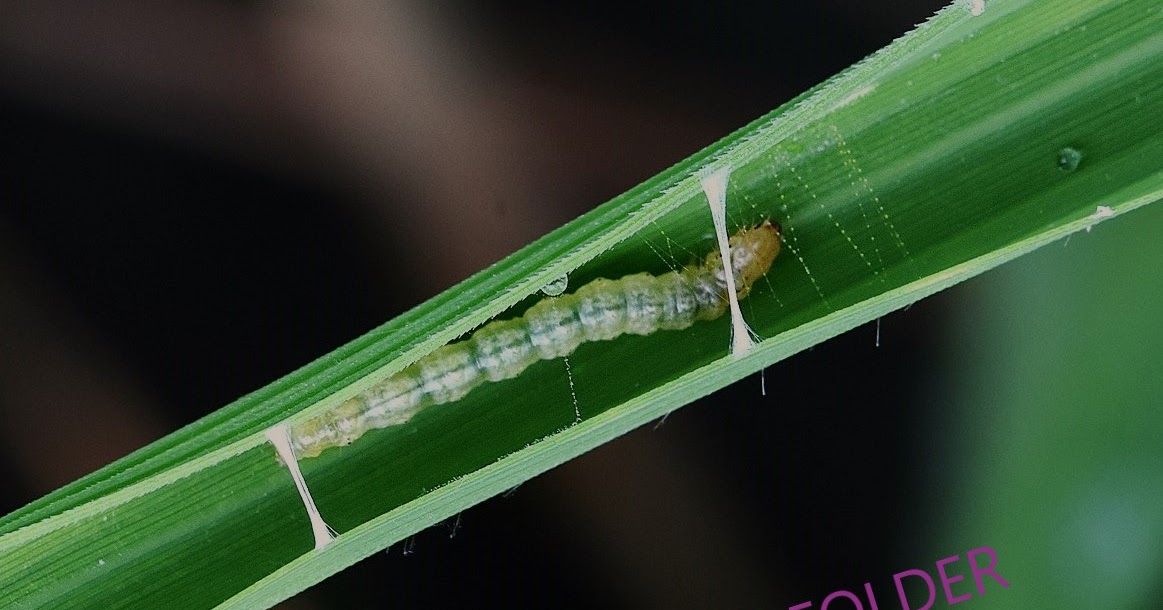 PADDY LEAF FOLDER - AGRI FOCUS
