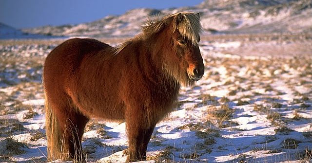 Universo Animal: Datos sobre el poni