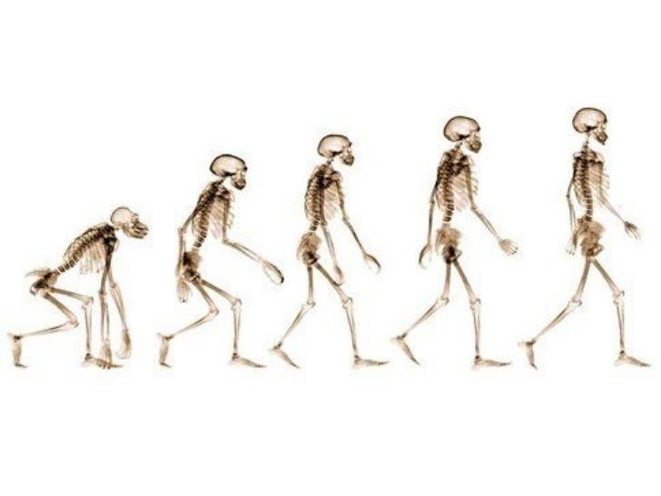 rescatalaHistoria: ETAPAS DEL PROCESO DE HOMINIZACIÓN rescatalaHistoria: ETAPAS DEL PROCESO DE HOMINIZACIÓN