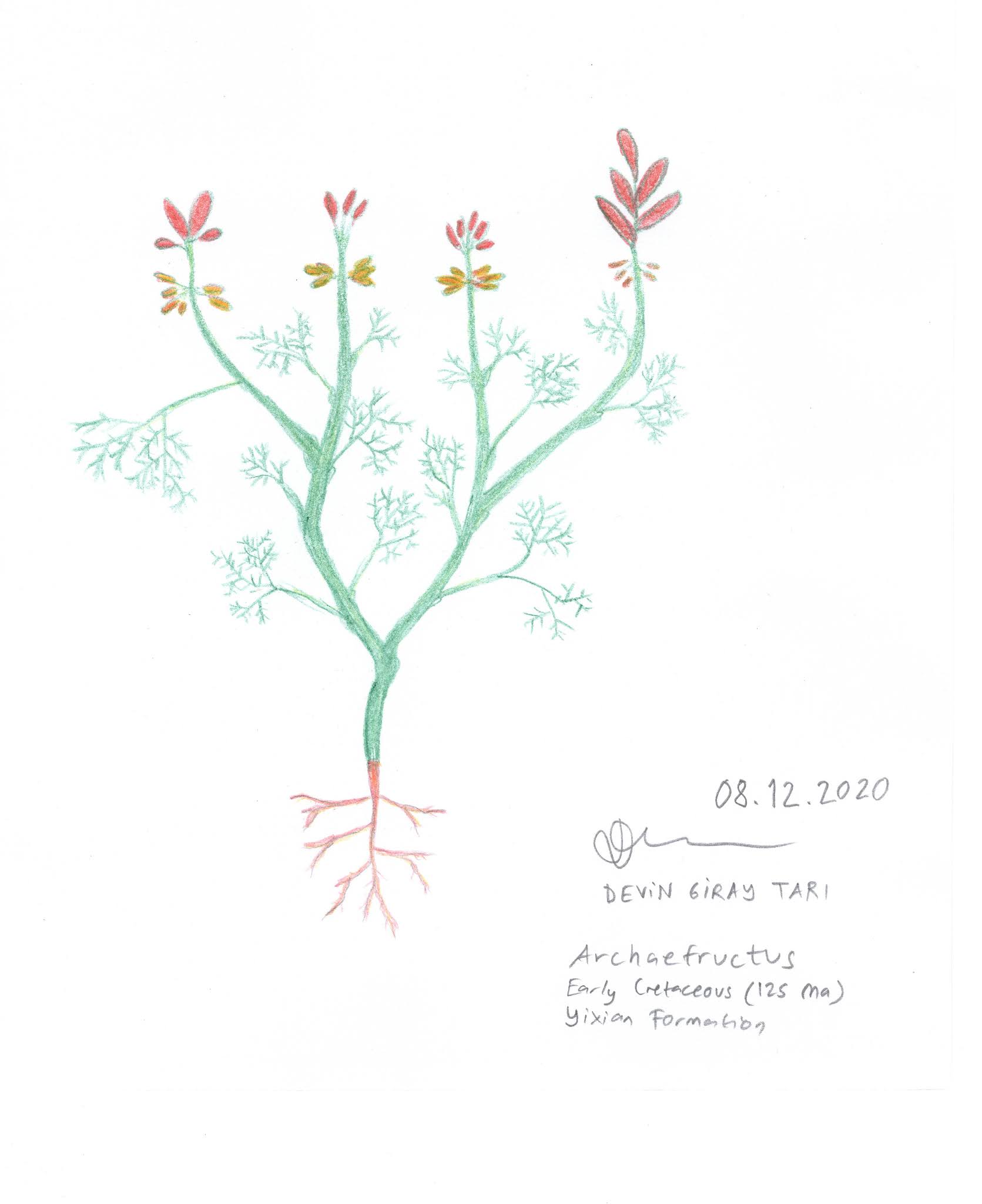 ARCHAEFRUCTUS (Upload#3)