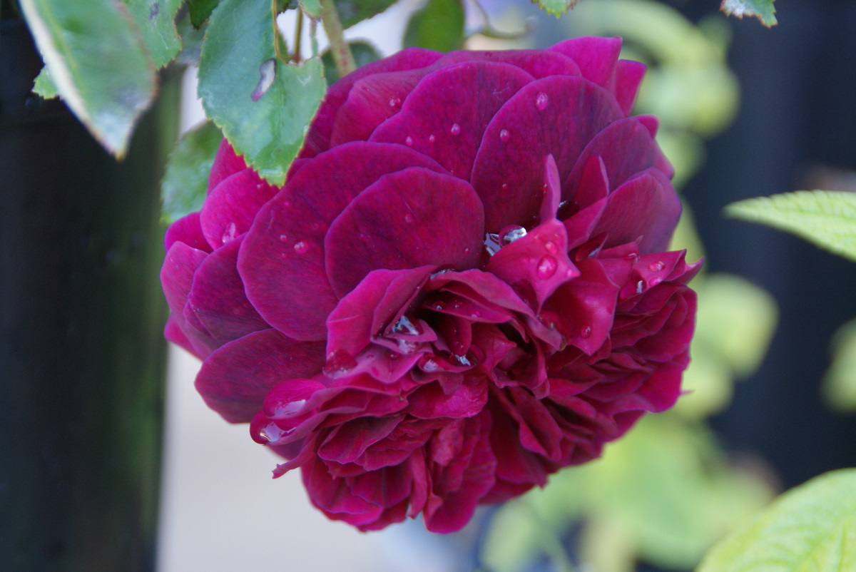 Organic Garden Dreams: June Roses