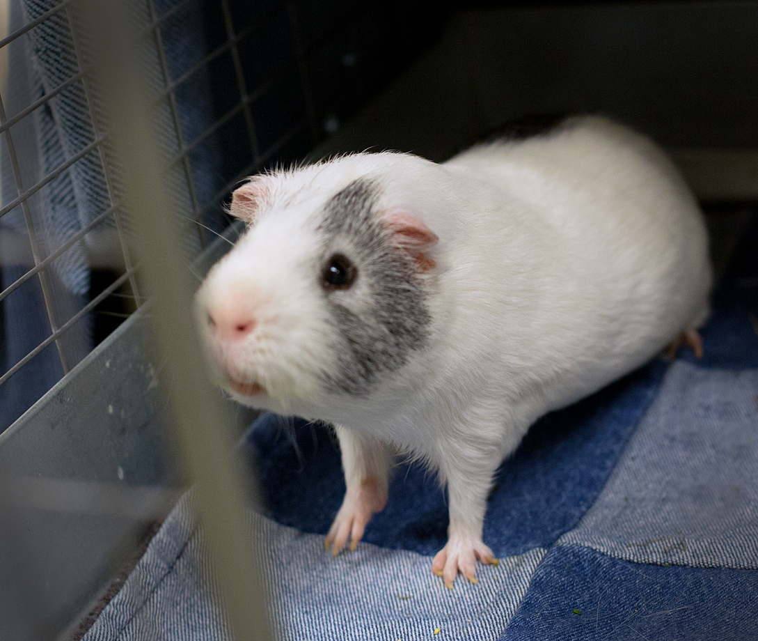 Shelter Dogs of Portland: "BENNY" the Guinea Pig