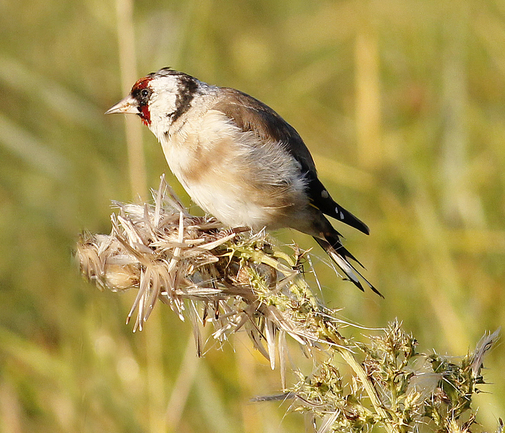 Another Bird Blog: My Turn To Go