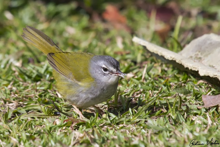 Avifauna de Pedro Leopoldo: ""PULA PULA DO BAMBU""... AVE DE NÚMERO 167 ...
