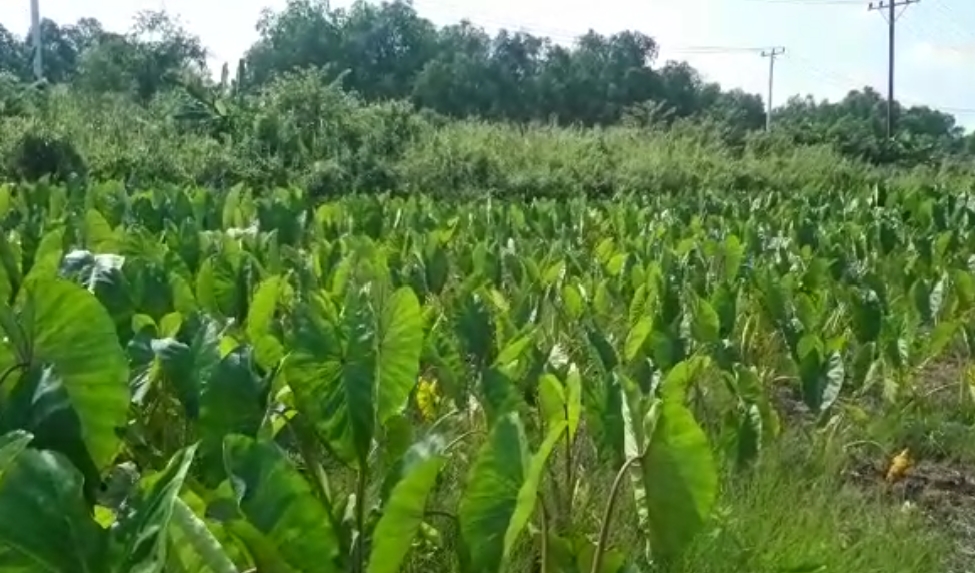 Budidaya Tanaman Talas Pratama bersama Bhabinkamtibmas Kelurahan Sungai ...
